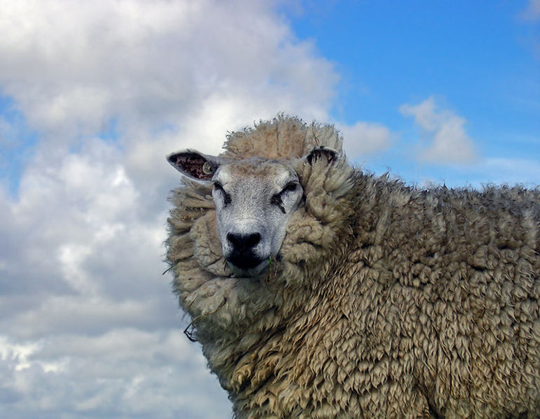 Big Sheep & Little Cow Farm, Bedale | British Attractions