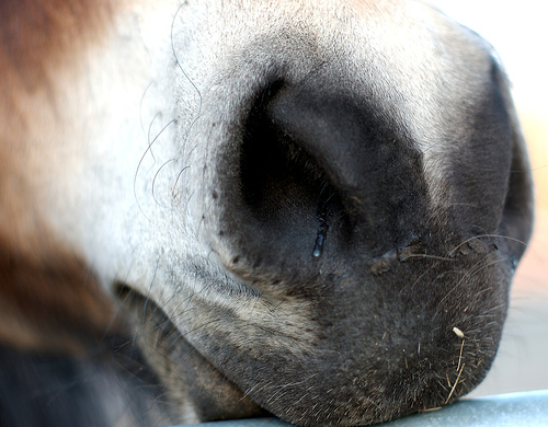 World Horse Welfare: Penny Farm, Blackpool | British Attractions
