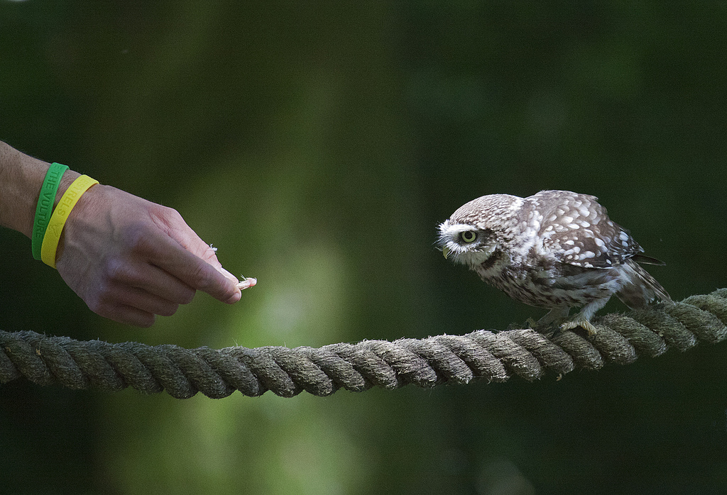 Hawk Conservancy Trust | British Attractions